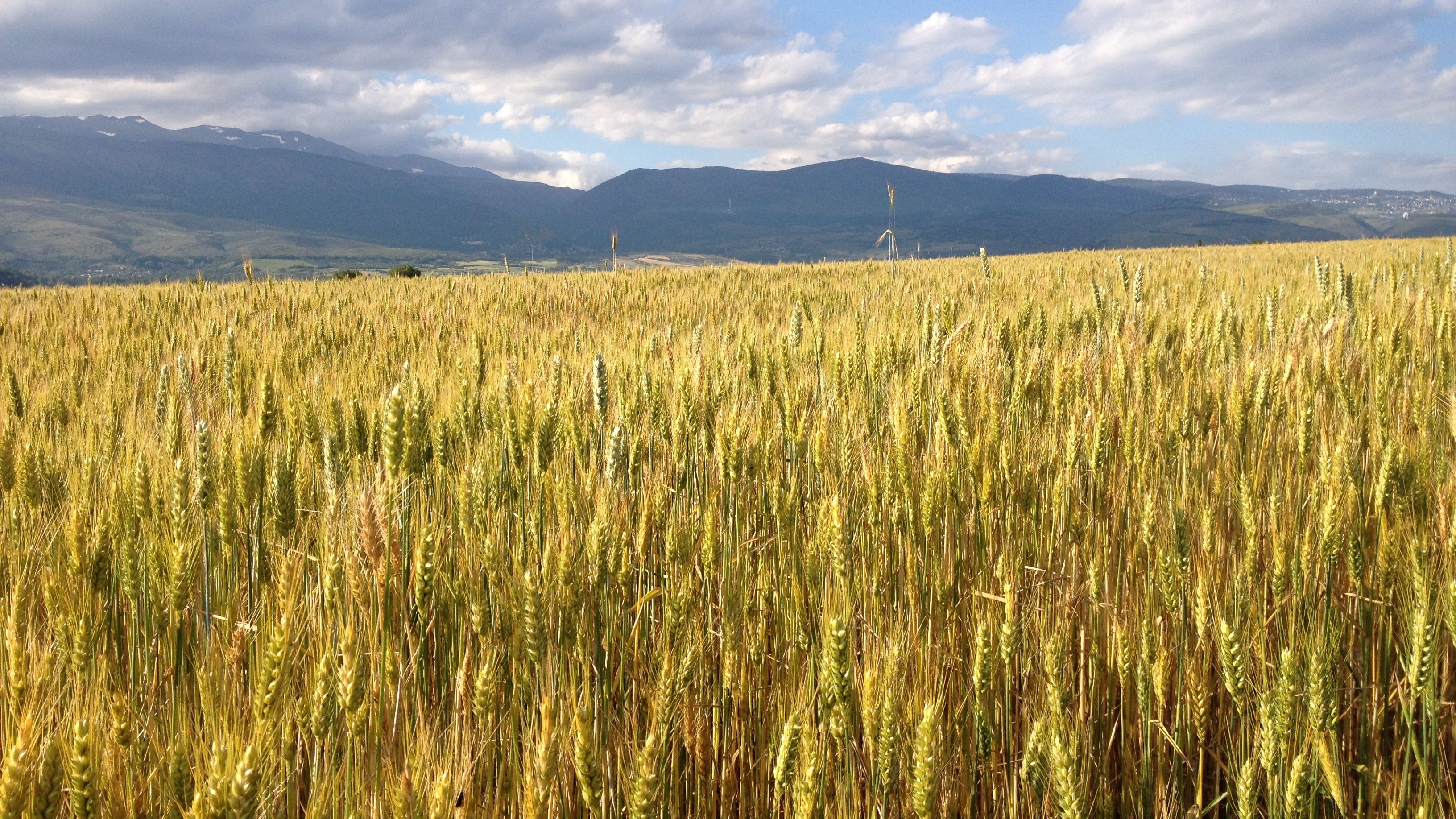 Els segadors universals | Bernat Romaní